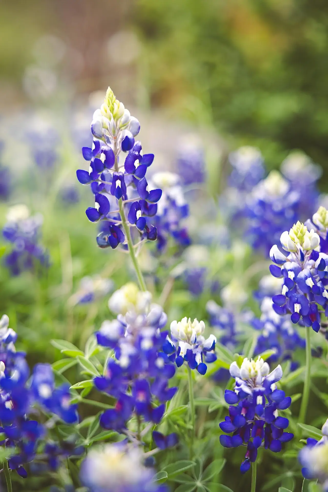 How To Find The Most Stunning Bluebonnets In Texas Now - Advice Star Radar